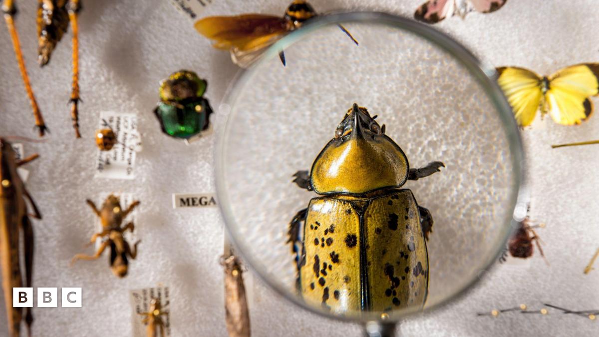 Which creepy-crawly was named New Zealand's Bug of the Year 2025? - BBC ...