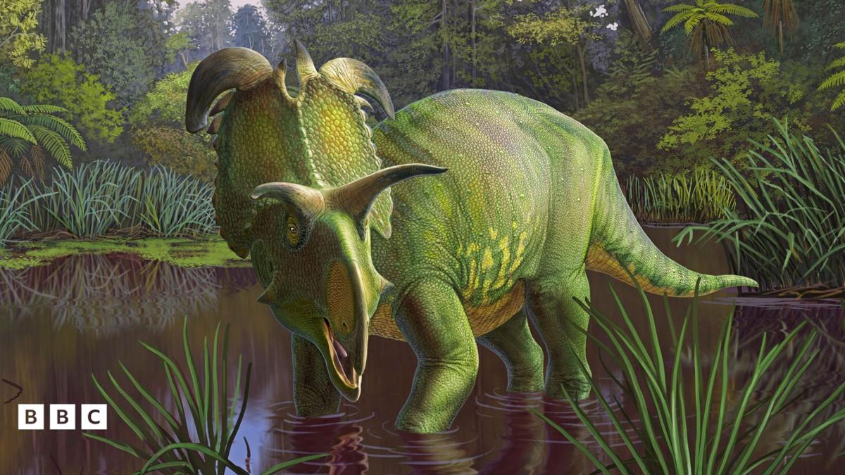 Lokiceratops: New dinosaur with fancy horns discovered - BBC Newsround