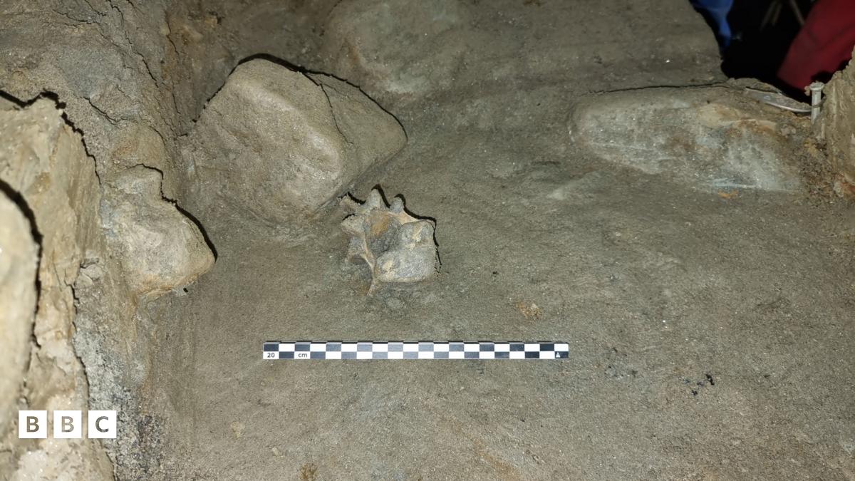 Animals bones from the ice age found in Norwegian cave - BBC Newsround