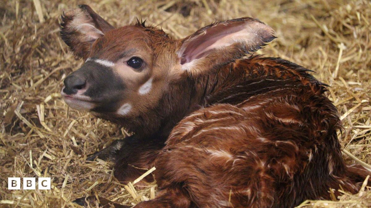 Critically endangered baby bongo calf born at zoo - BBC Newsround