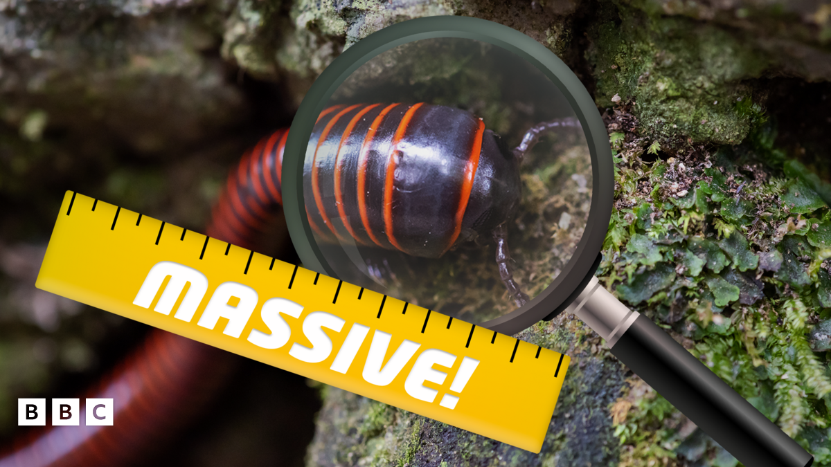Biggest insect in the world Arthropleura mystery solved - BBC Newsround