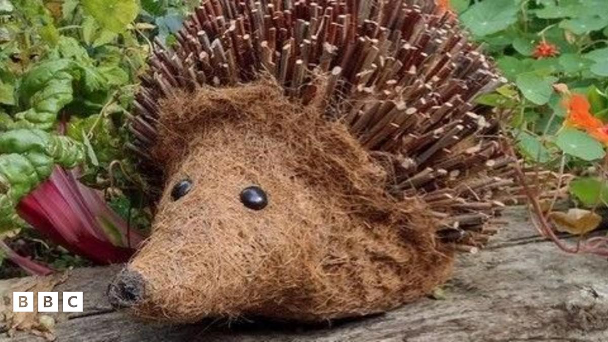 New addition to roundabout's giant hedgehog family - BBC Newsround
