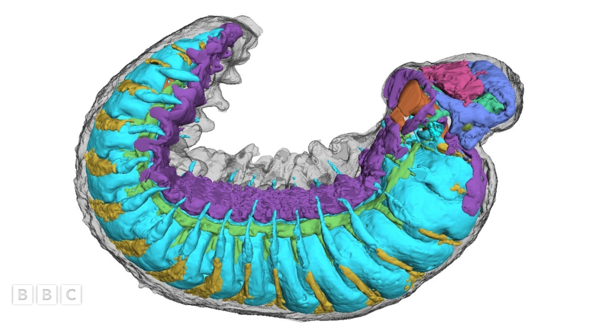 Extremely rare worm fossil with internal organs found by scientists ...