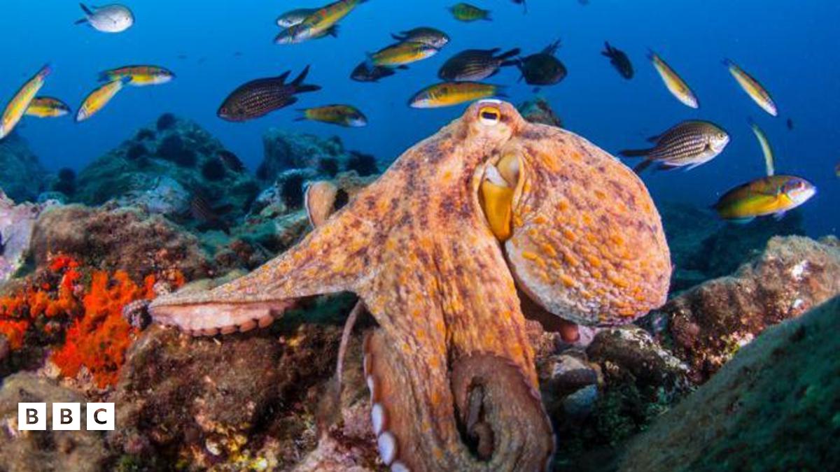 Octopuses and fish hunt together as a team, study finds - BBC Newsround