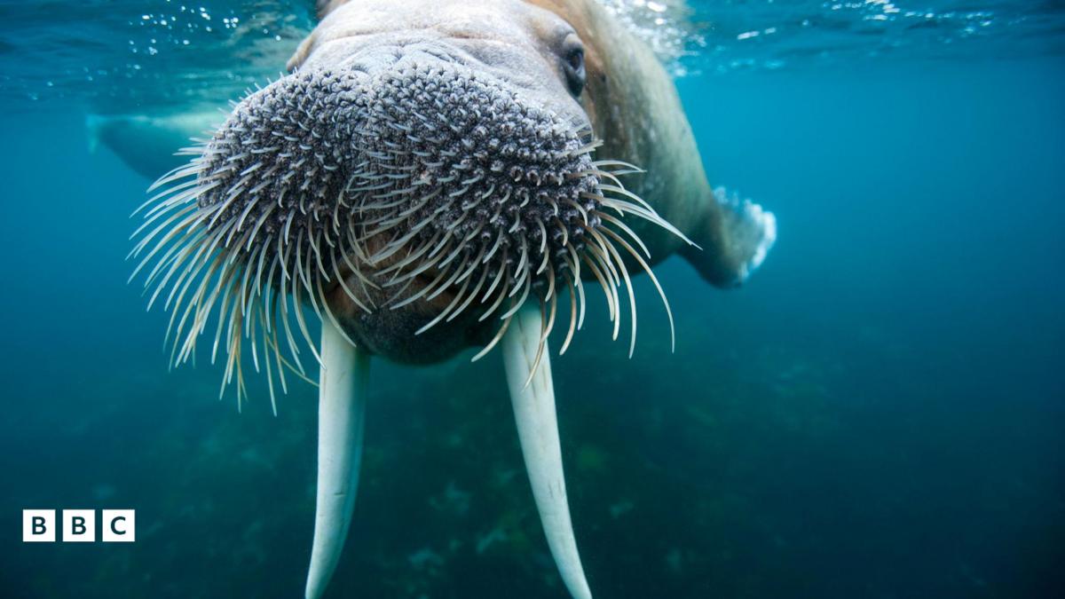 Ancient teeth found belong to walrus-like extinct mammal - BBC Newsround