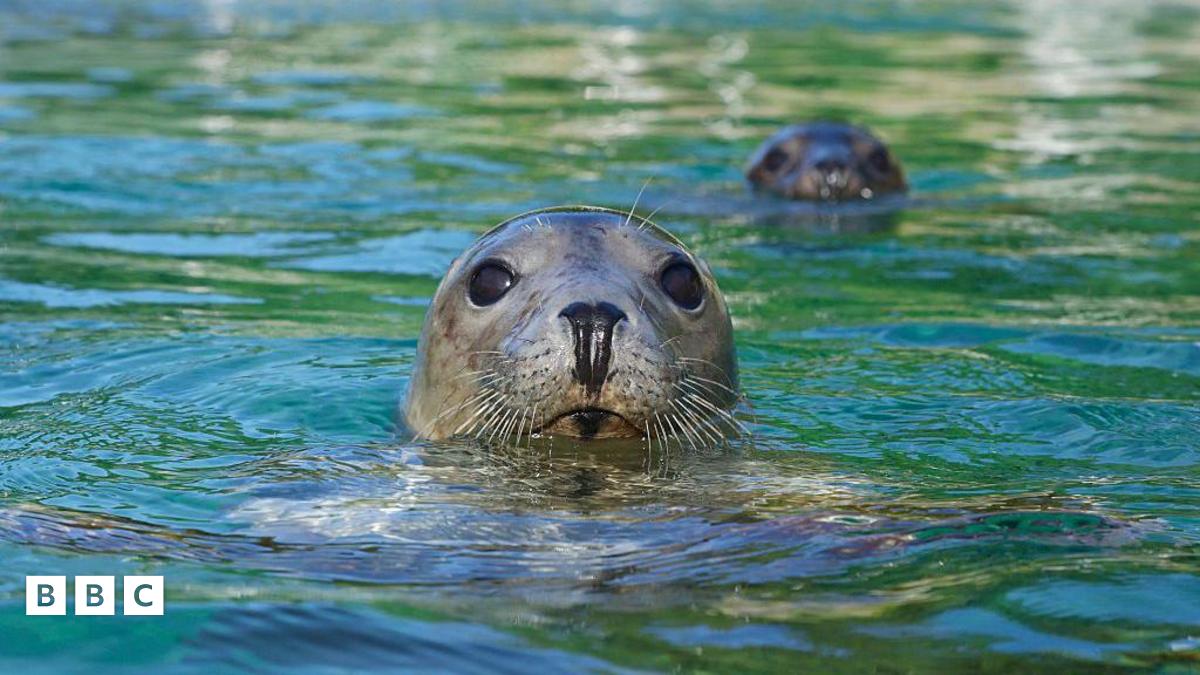 Watch: a stowaway seal escapes orcas by jumping aboard a boat - BBC ...