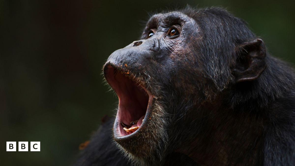 Scientists find weeing is contagious in chimps - BBC Newsround
