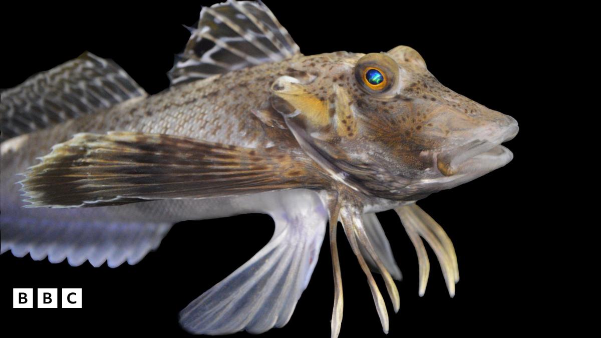 What does this walking fish reveal about evolution? - BBC Newsround