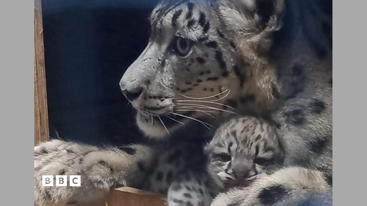 Rare snow leopard cub born in Wales zoo - BBC Newsround