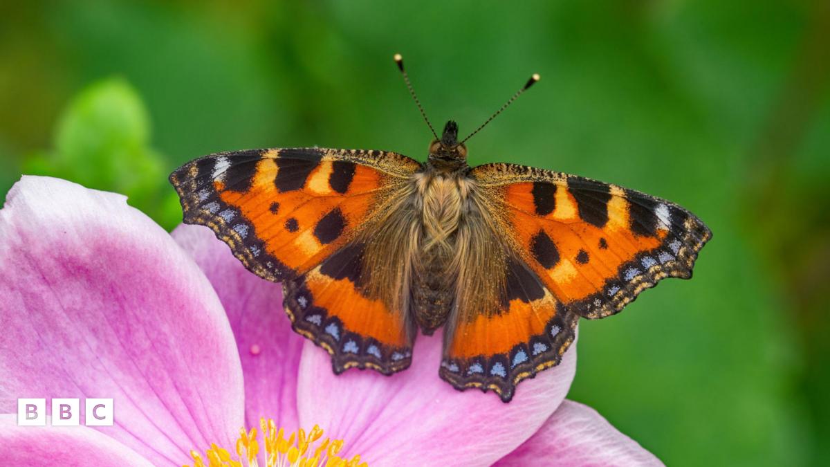 The Big Butterfly Count declares 'butterfly emergency' - BBC Newsround