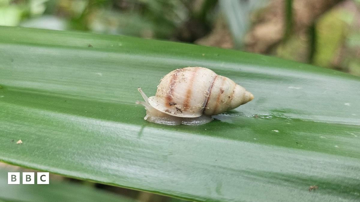 Tiny snail found born in the wild for first time in 40 years - BBC ...