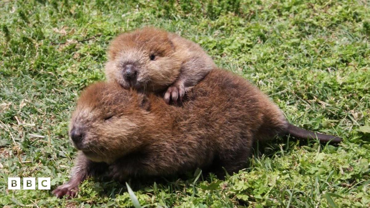 Baby beavers born in London for first time in 400 years! - BBC Newsround