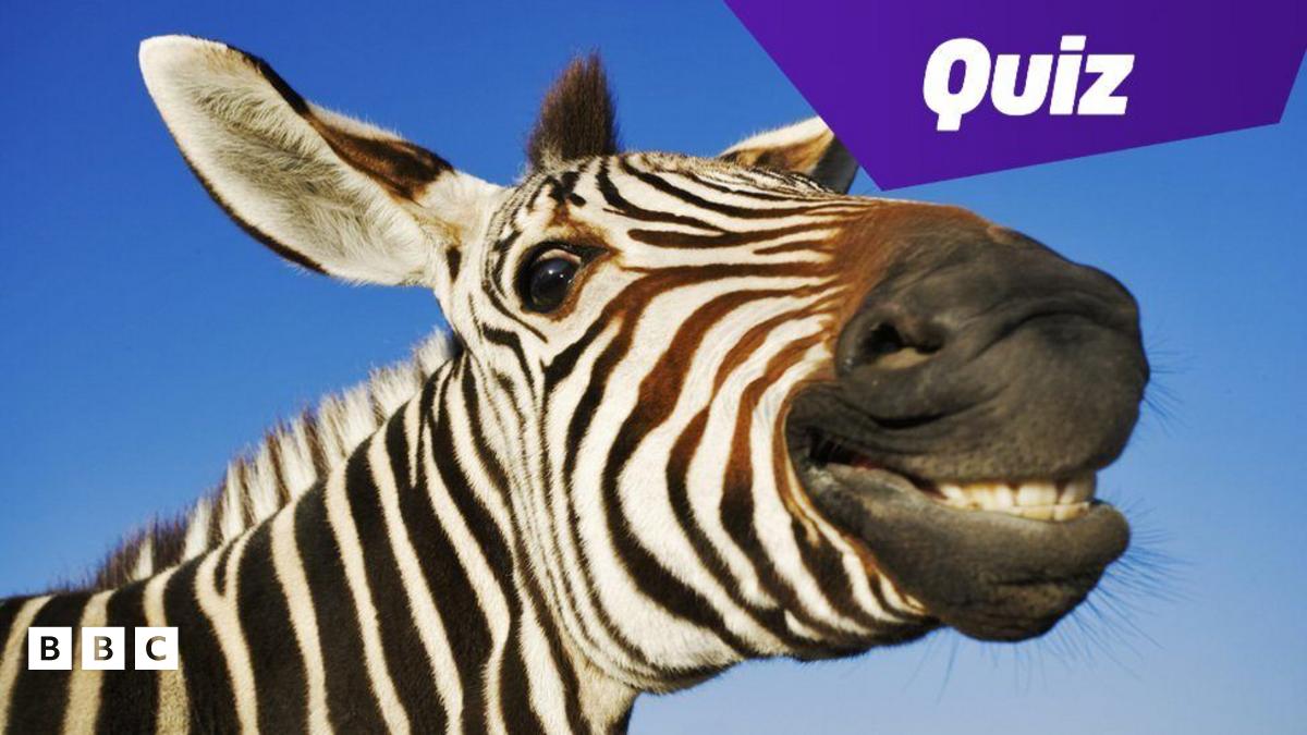 International Zebra Day: Can you beat our Zebra Quiz? - BBC Newsround