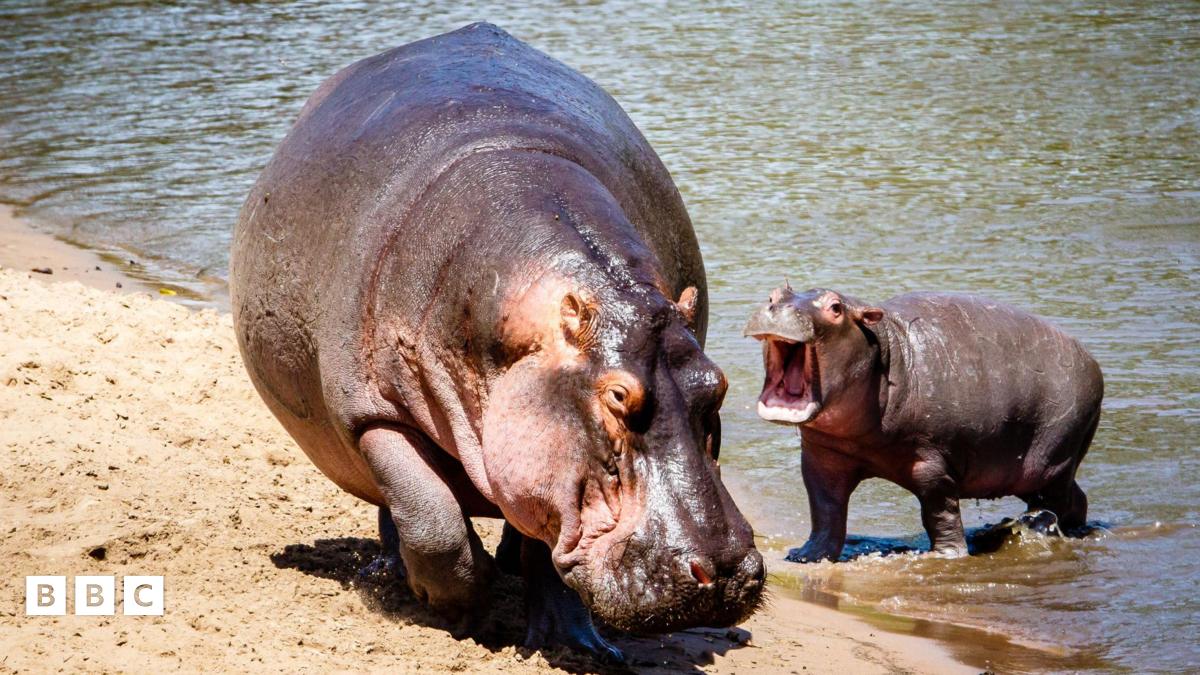 UK Ivory Act: Ban extended to protect hippos and some whales - BBC ...