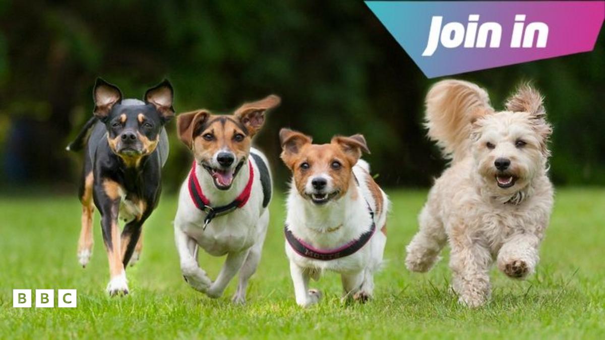 Hungarian Mudi is Kennel Club's newest recognised dog breed in UK - BBC ...