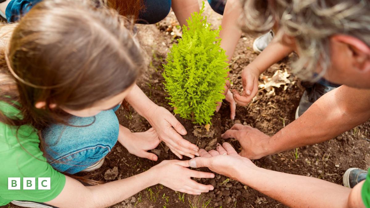 The Northern Forest: 10 million trees planted in the north of England ...