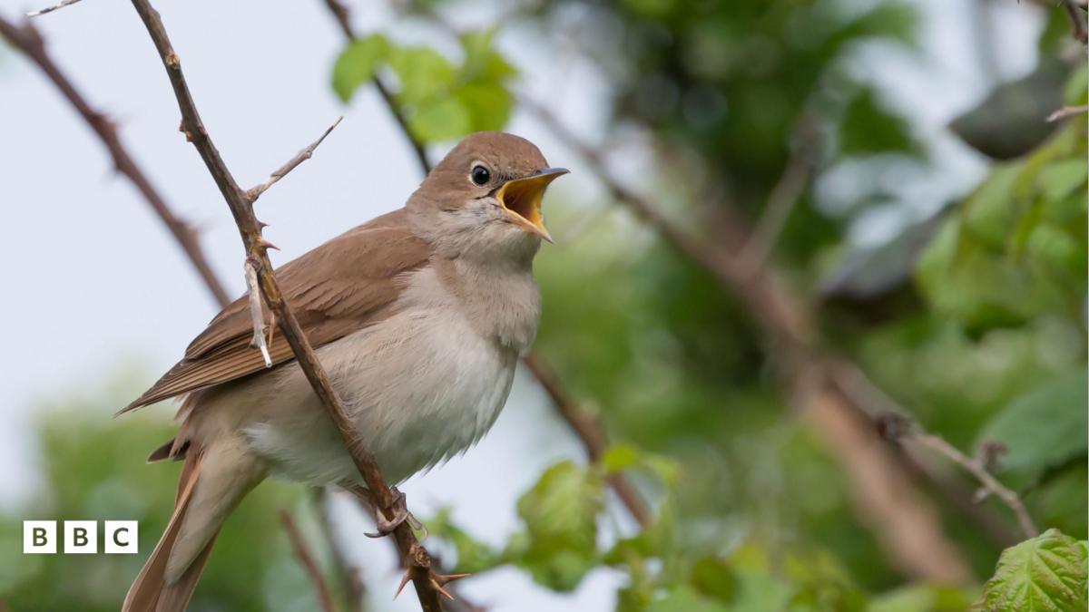 Rewilding at Knepp brings back birds, butterflies and bugs - BBC Newsround