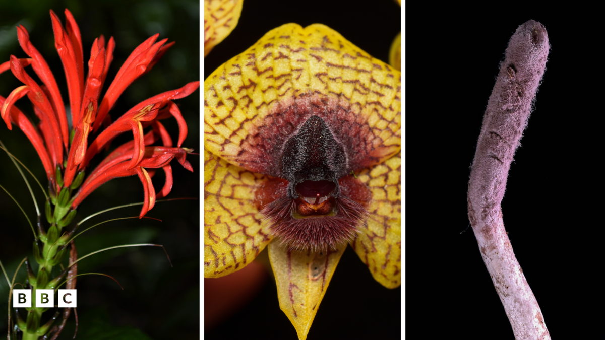 Which new plants were discovered in 2025? - BBC Newsround