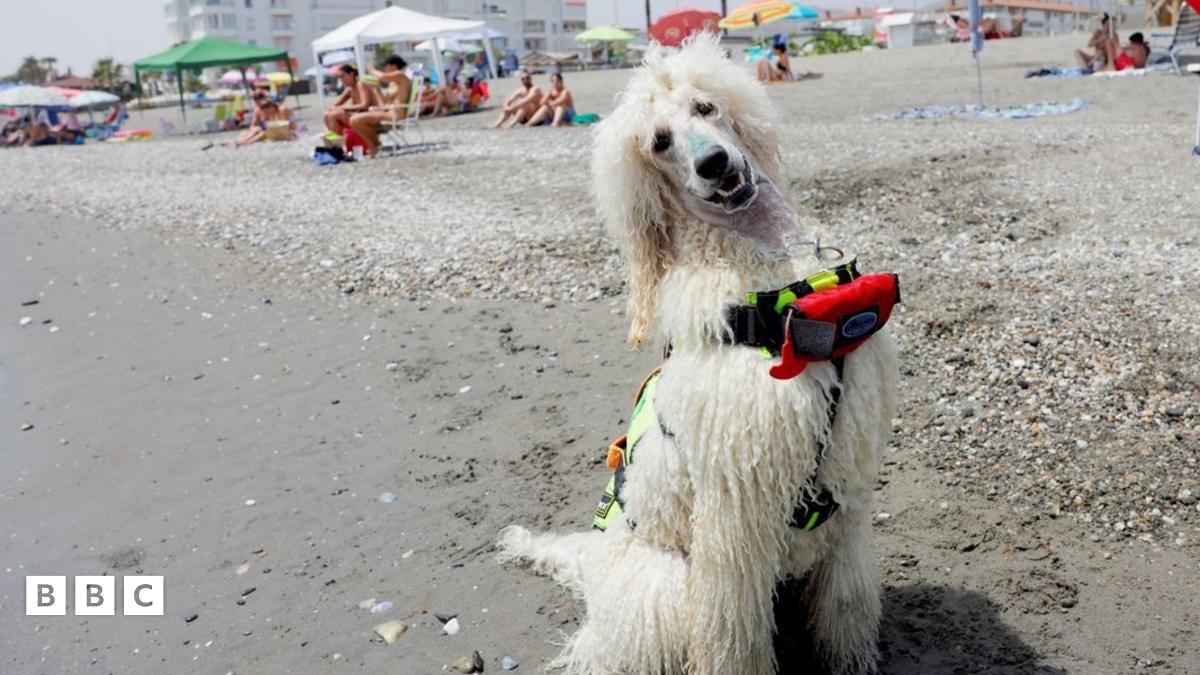 Meet the poodle that's part of a lifeguard pack in Spain - BBC Newsround