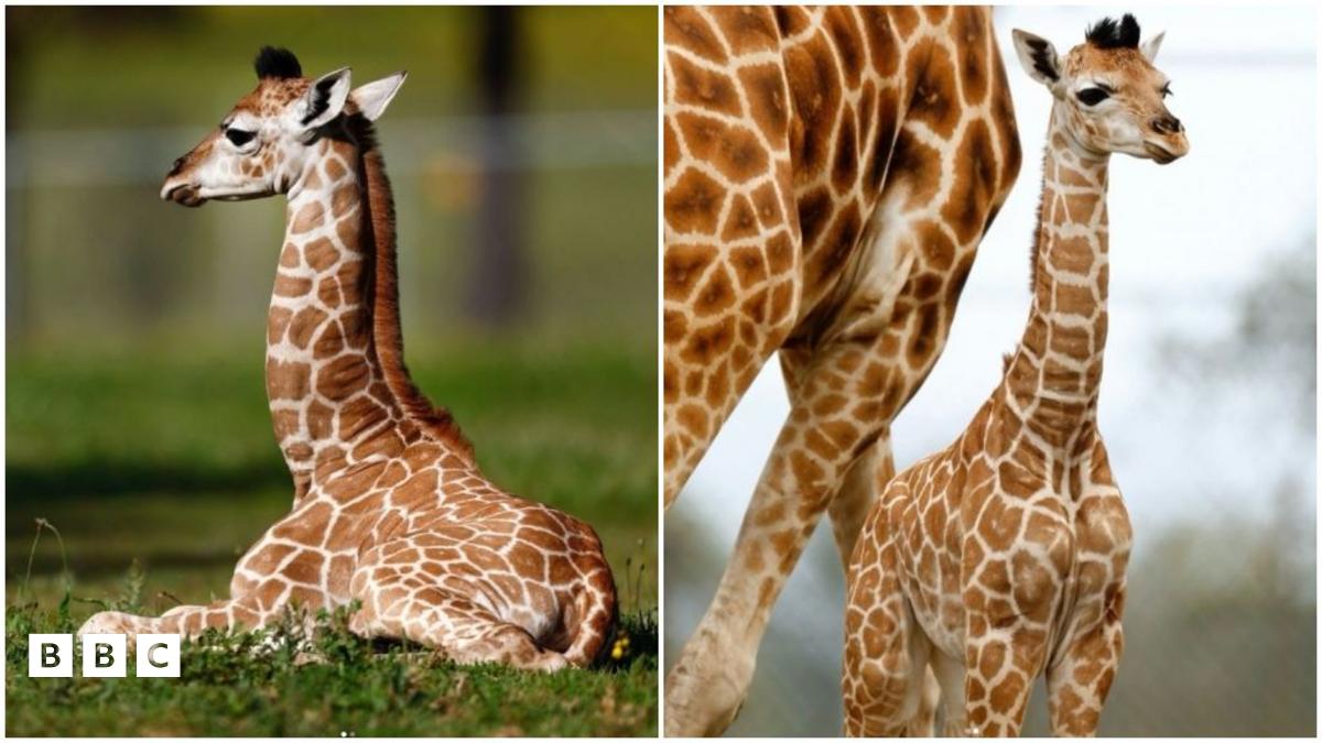 Wildlife: Baby giraffe cousins born at Australian wildlife park - BBC ...