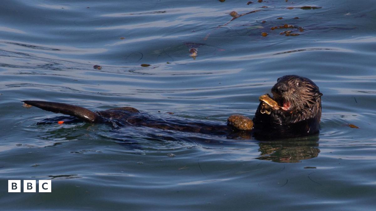 Sea otters use tools to open hard-shelled prey - BBC Newsround