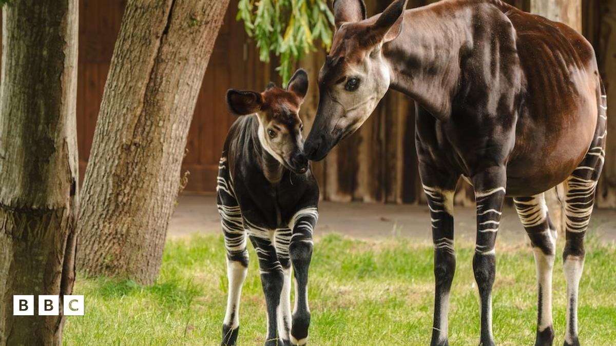 Rare African okapi born at Chester Zoo - BBC Newsround