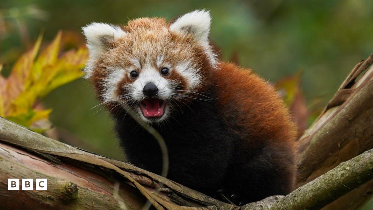 Red panda cub spotted at Whipsnade Zoo - BBC Newsround
