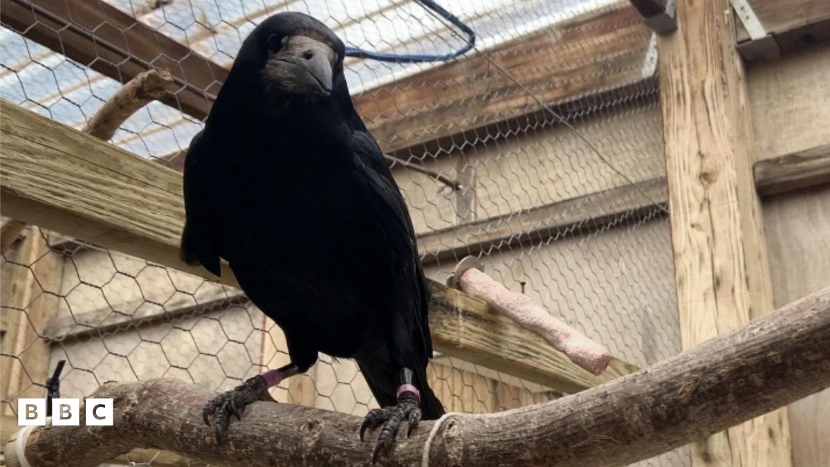 Rook able to follow human voice commands - BBC Newsround
