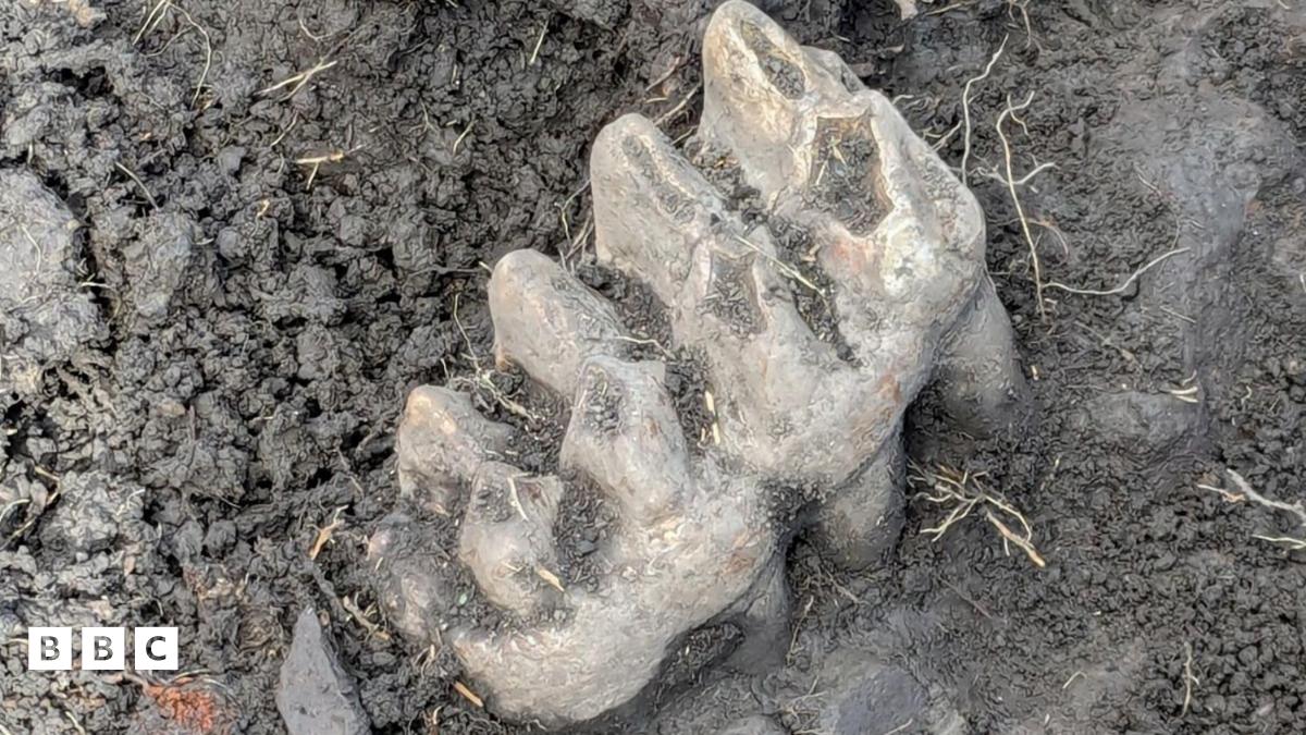 Couple uncover ancient mastodon teeth while gardening in US - BBC Newsround