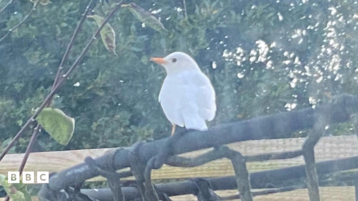Rare white blackbird spotted in garden is leucistic bird - BBC Newsround