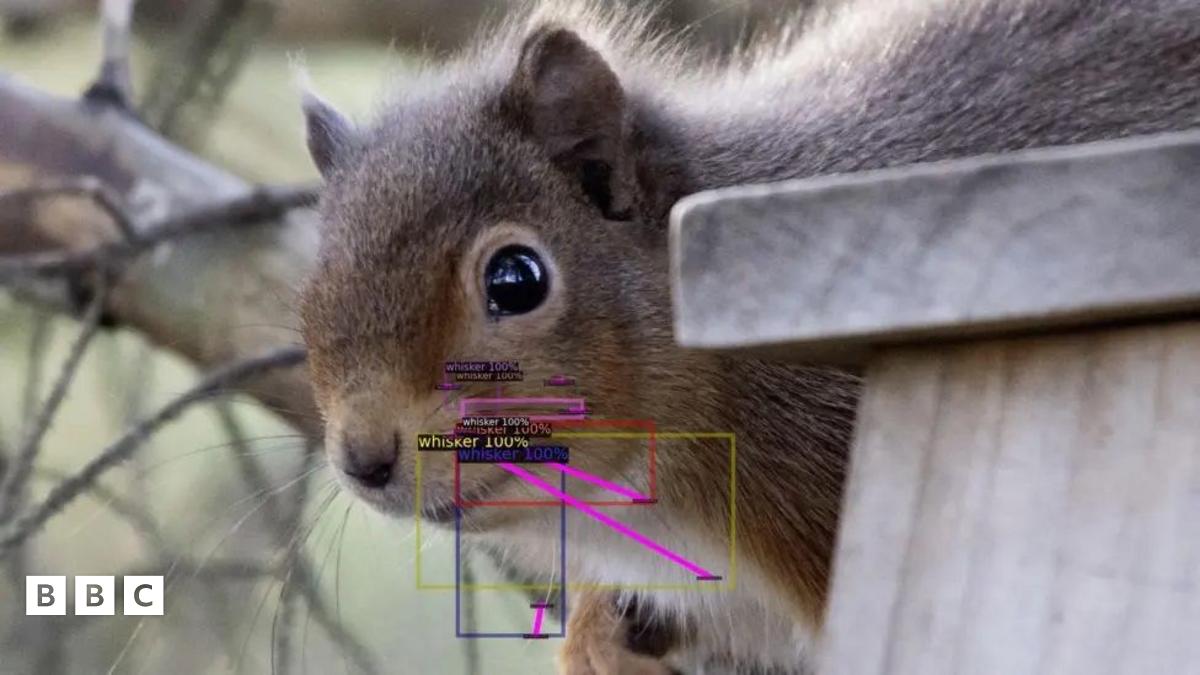 How can AI help save red squirrels? - BBC Newsround