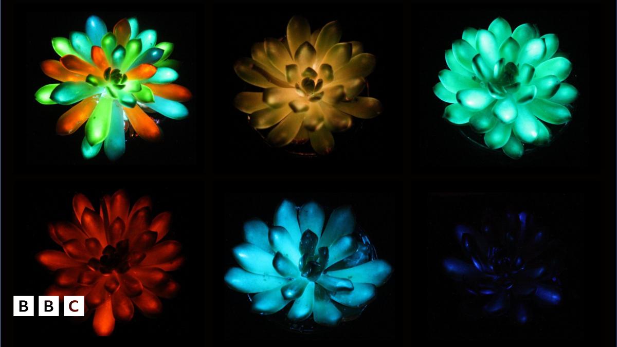 Rainbow plants: Could glow in the dark plants be used as street lights ...