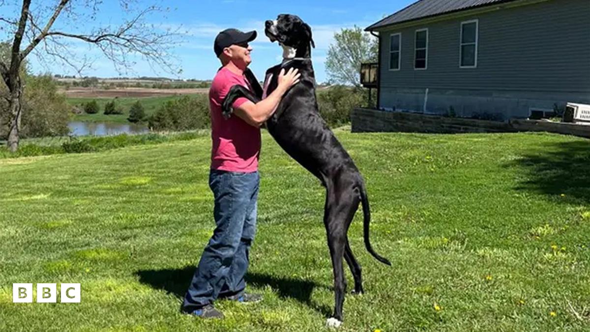 World's tallest dog: The Great Dane is smashing height records - BBC ...
