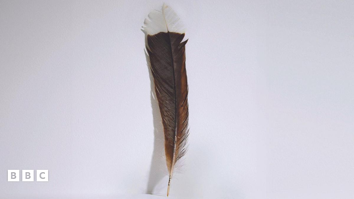 Extinct bird's feather breaks record-breaking £22,000 at auction - BBC ...