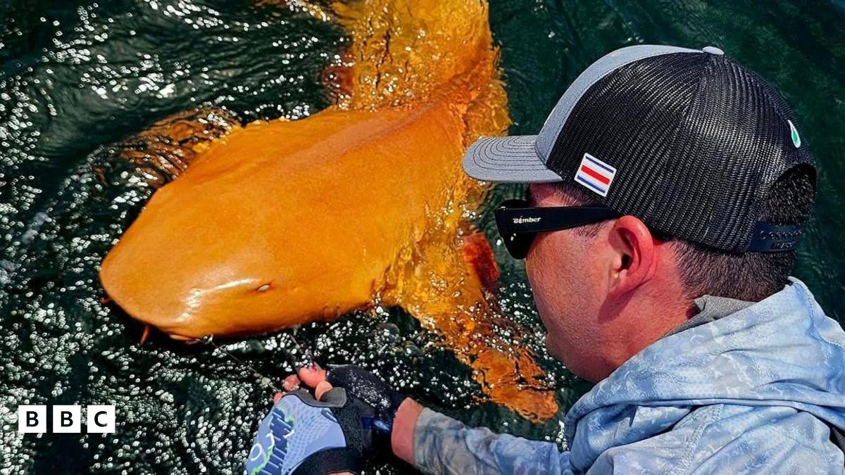 Rare bright orange shark discovered in Costa Rica - BBC Newsround