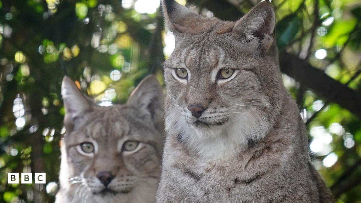 Eurasian lynx check out their new enclosure in Kent - BBC Newsround