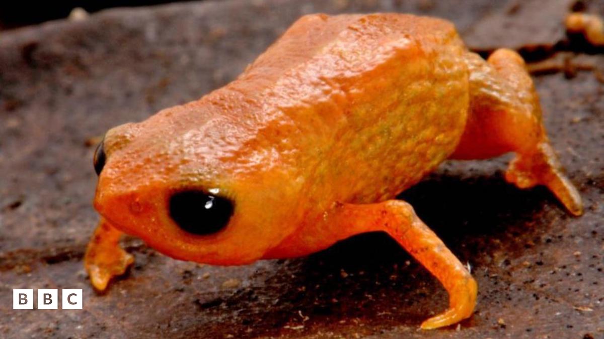 Bracycephalus lulai: Tiny new orange toad species found in Brazil - BBC ...