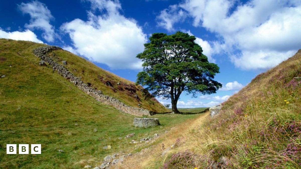 Men found guilty of cutting down famous Sycamore Gap tree - BBC Newsround