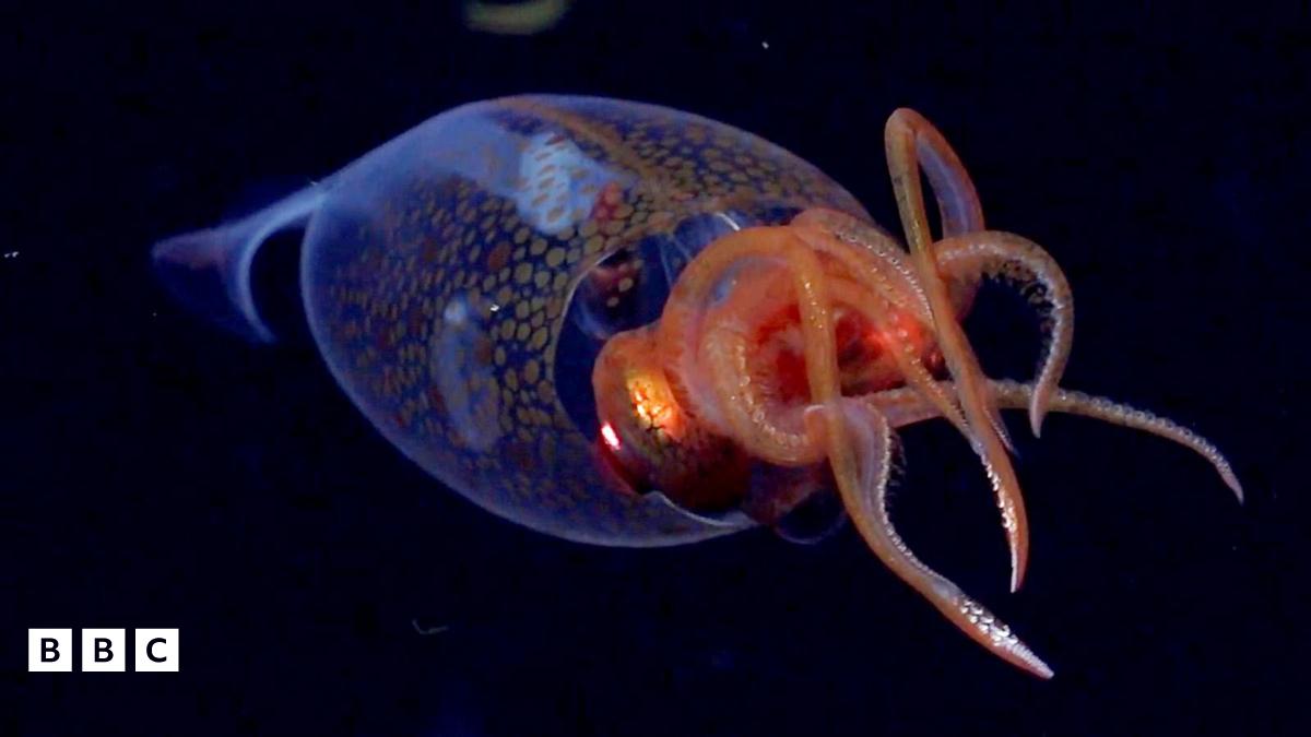 Colossal squid filmed underwater for the first time in history - BBC Newsround