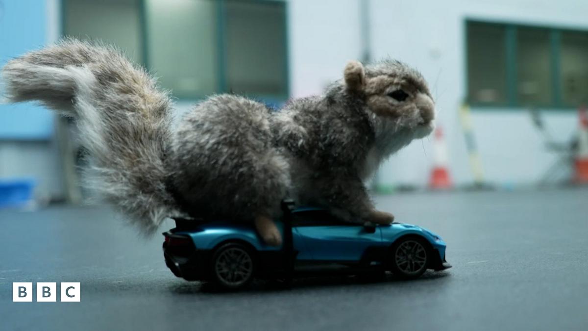 Guide Dogs: How a remote controlled squirrel is used in training - BBC ...