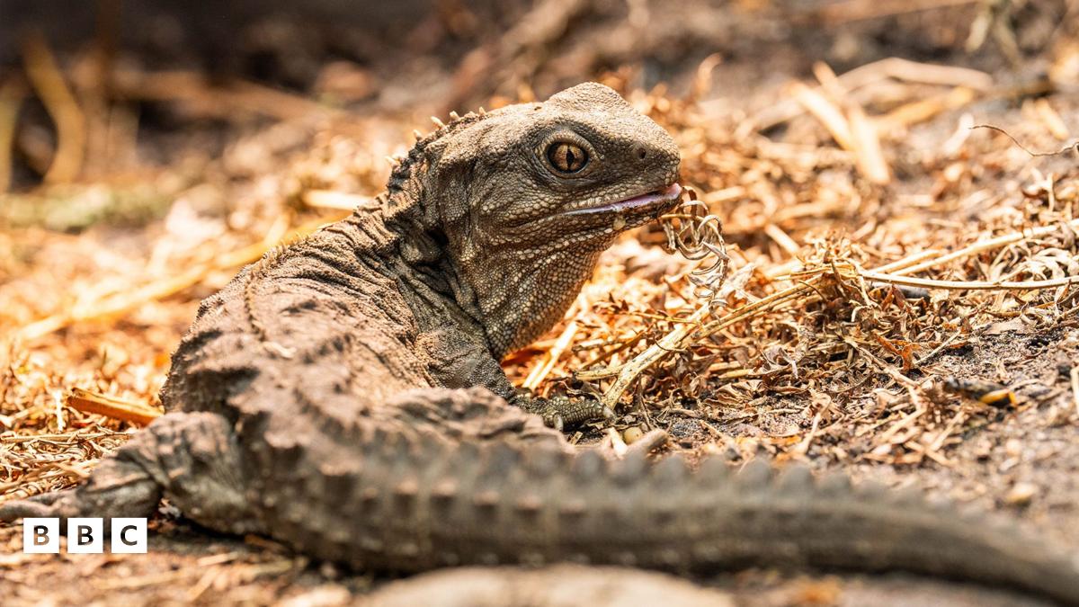 Tuataras: 200-million-year-old 'three-eyed' reptiles get a new home at ...
