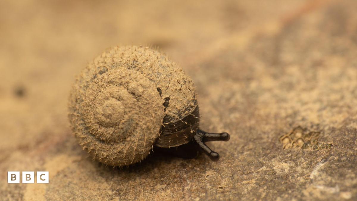 Project launched in London to save German 'hairy snail' species - BBC ...