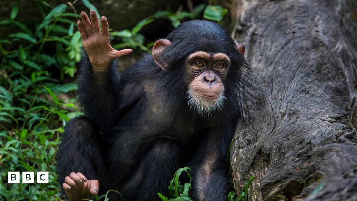 Wildlife: Do chimps have rhythm? - BBC Newsround