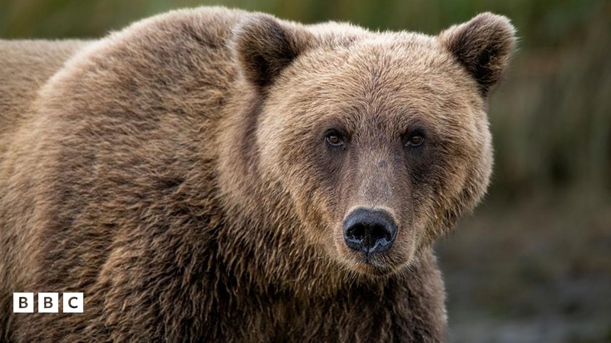 Fat Bear Week 2025: When does the competition start? - BBC Newsround