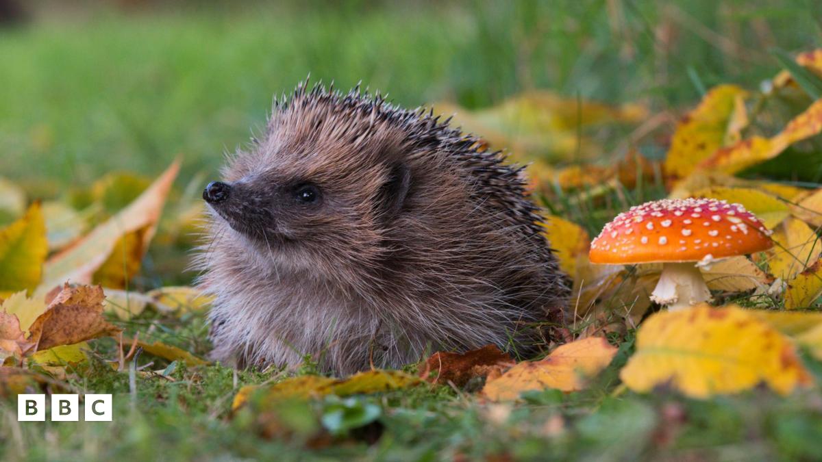 UK charities create Hedgehog Conservation Strategy - BBC Newsround