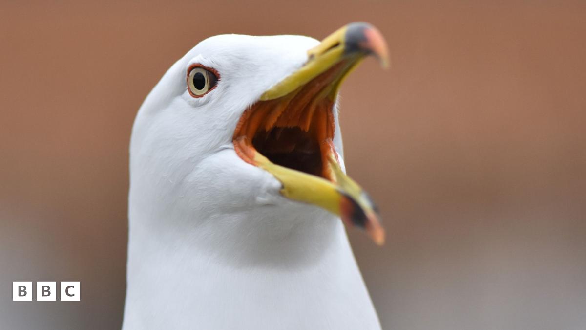 Shouting at seagulls may stop them from stealing food - BBC Newsround