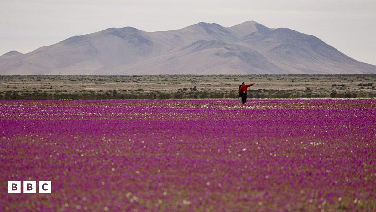 Chile's Atacama Desert sees wildflowers bloom thanks to rainfall - BBC ...