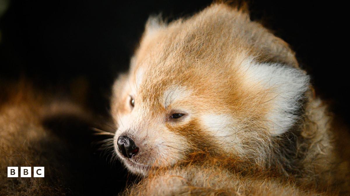Welsh zoo welcomes rare Red Panda cubs - BBC Newsround