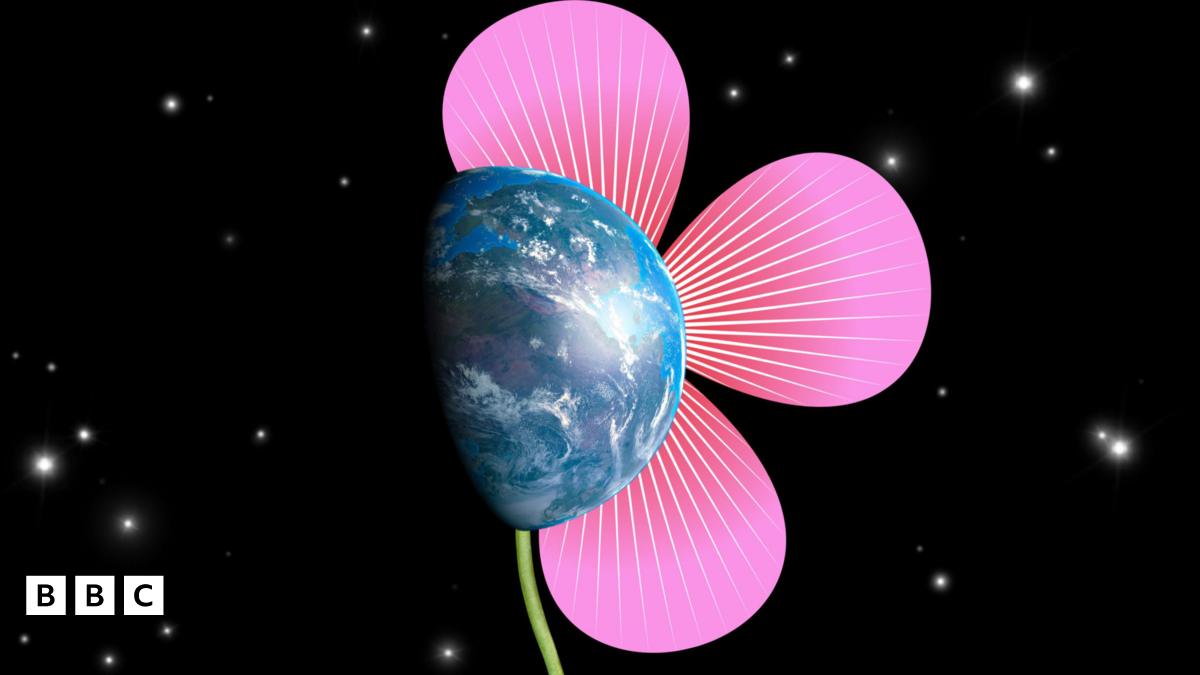 Flowers have been blooming on Earth for 123 million years - BBC Newsround