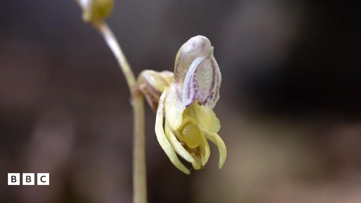 Super rare ghost orchid rediscovered in UK - BBC Newsround